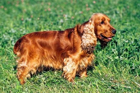 Všetko o naších psích priateľoch... - Fotoalbum - Anglicky kokeršpaniel ...